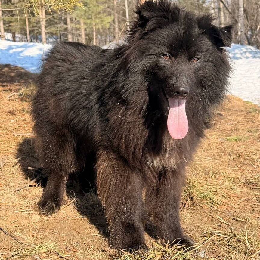 Евразиер, щенок