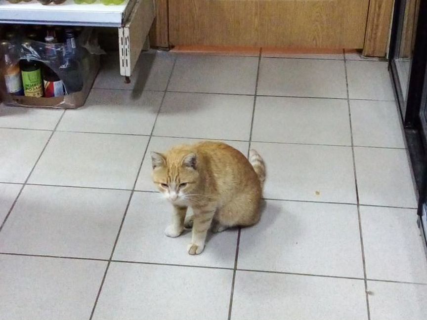 Добрые люди заберите милого котика