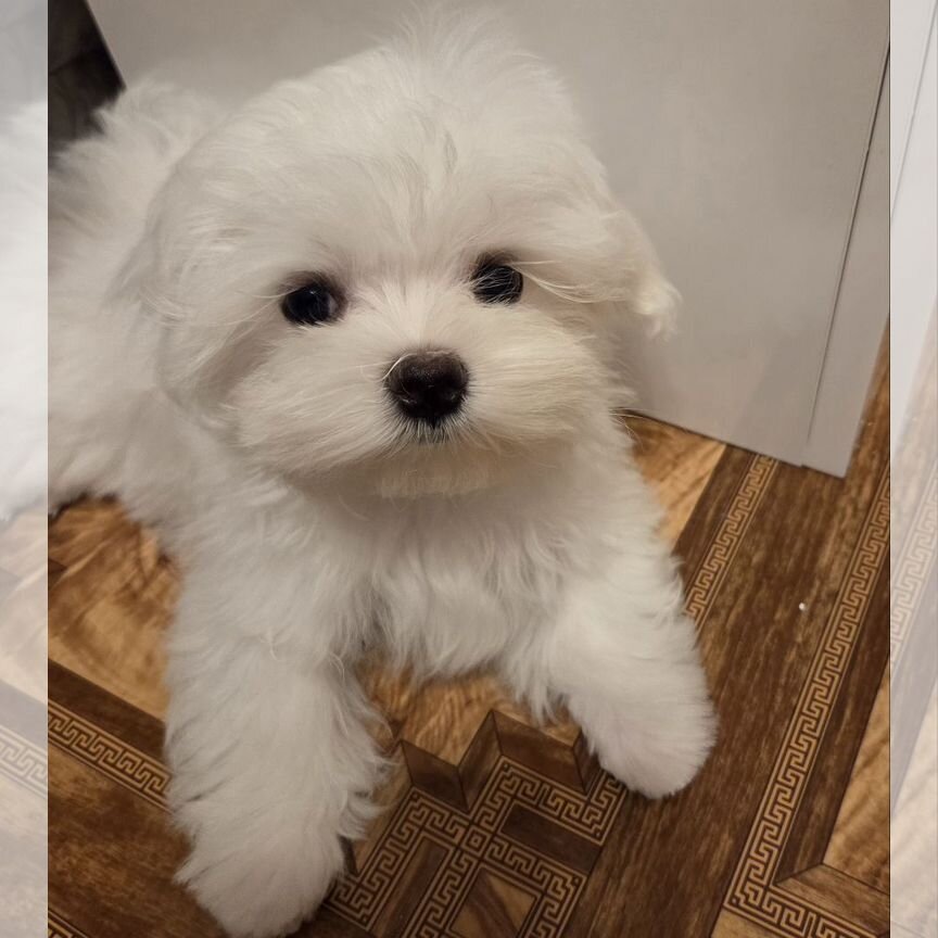 Мальтийская болонка, щенок