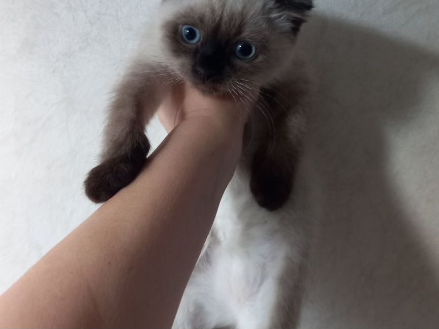 Шотландская вислоухая
