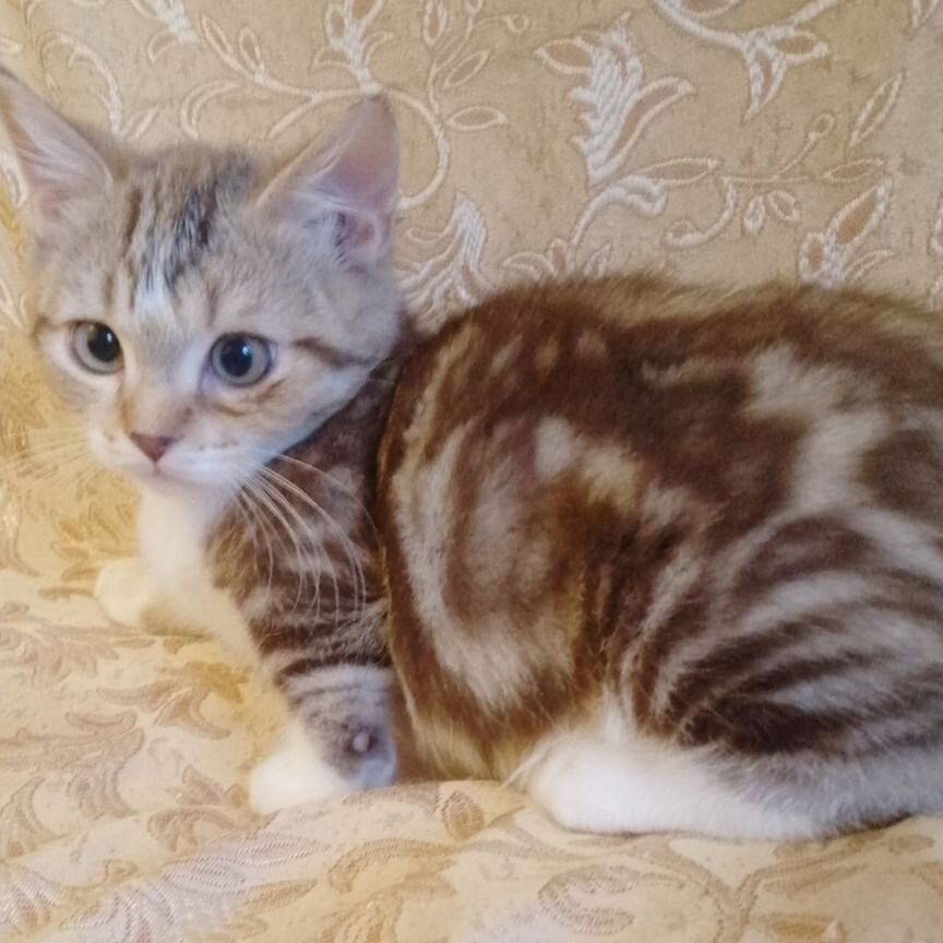 Котята манчкин шоколадный мрамор стандарт