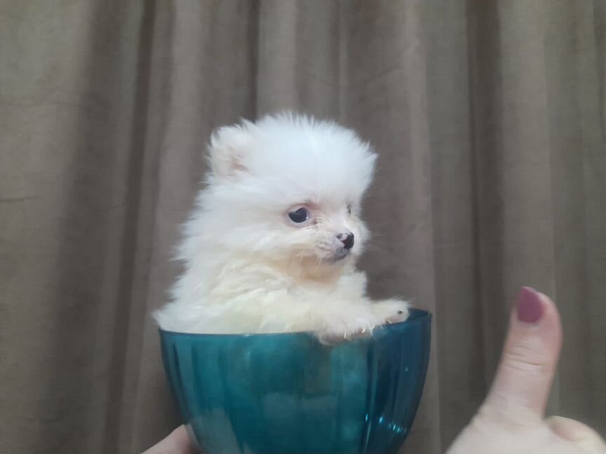 Щенки щпица