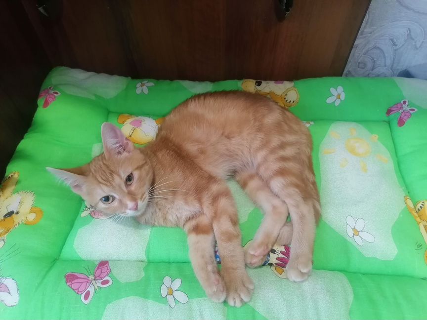 Рыжий котик в добрые руки