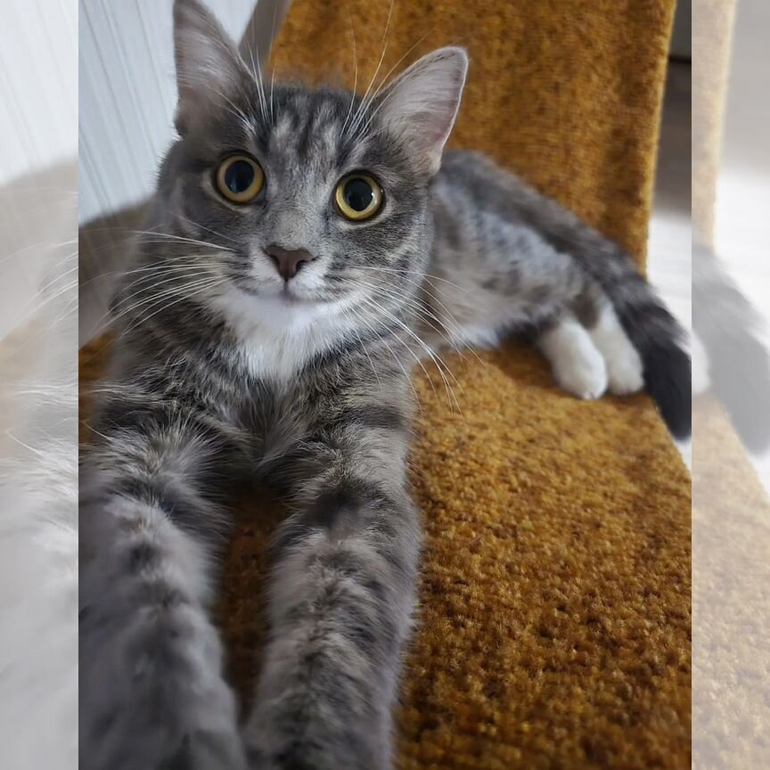 Взрослая, кошка в добрые руки