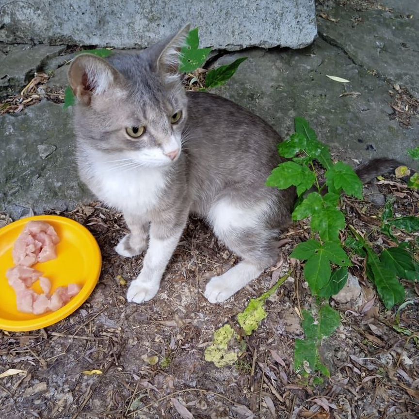 Котик бегает за всеми в надежде что его возьмут
