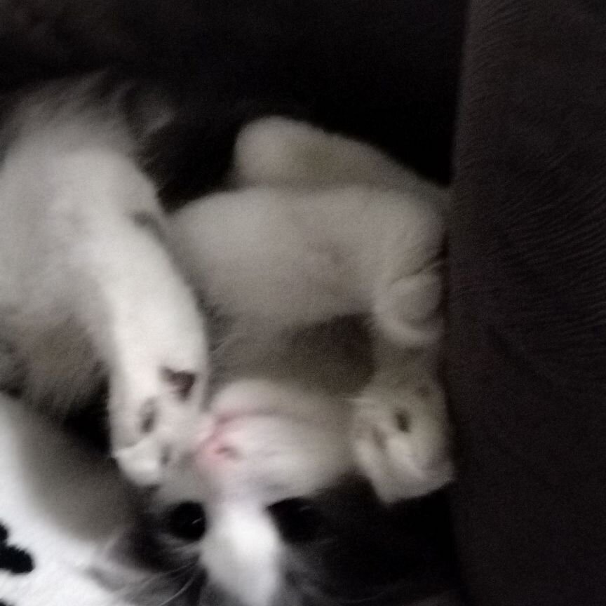 Дворянской породы