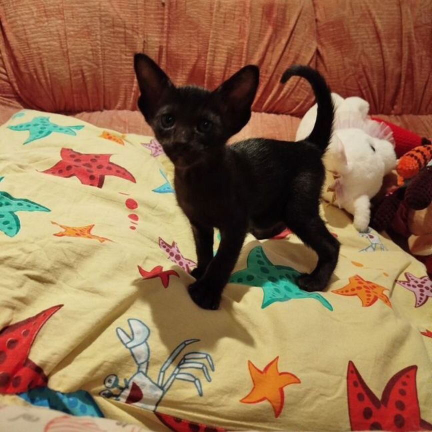 Котята ориенталы