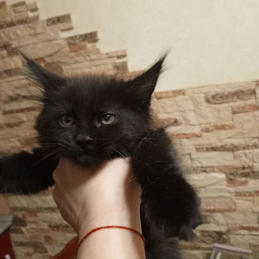 Девочки куночки