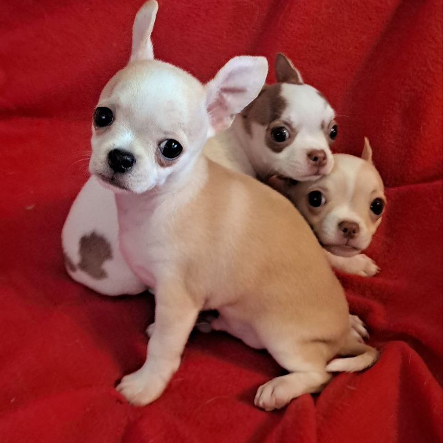 Чихуахуа мальчишки