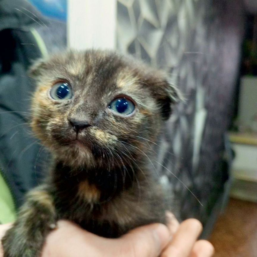 Вислоухий котенок ищет дом