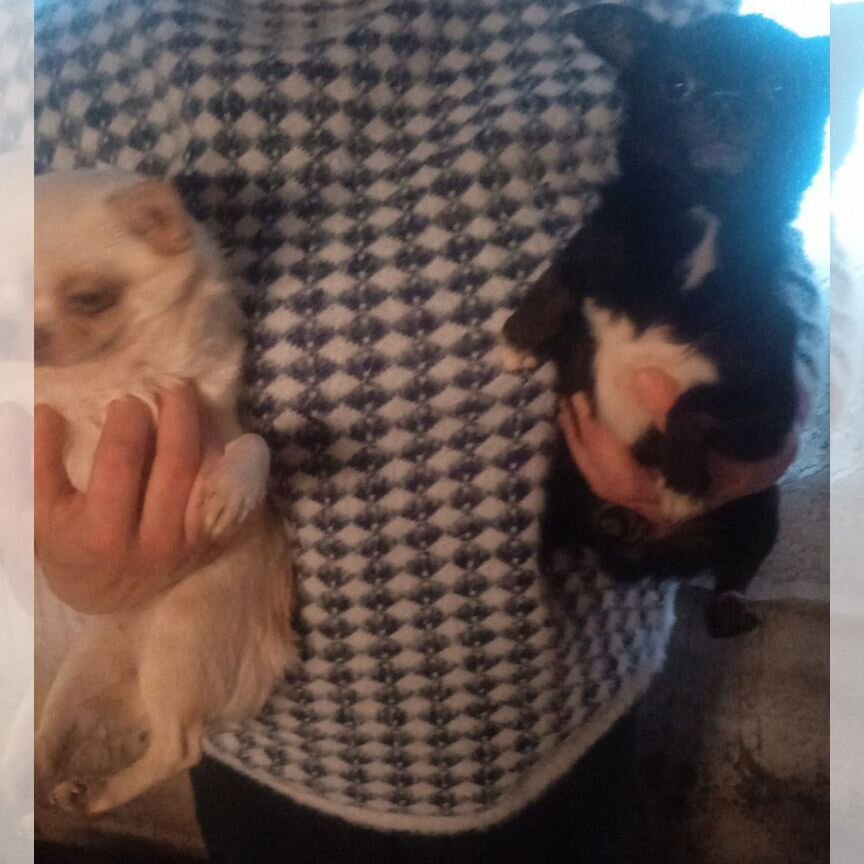 Чихуахуа, щенок