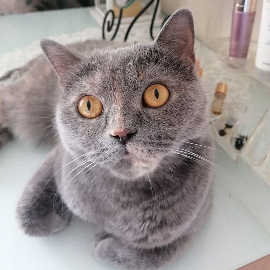 Британская короткошёрстная, взрослая кошка