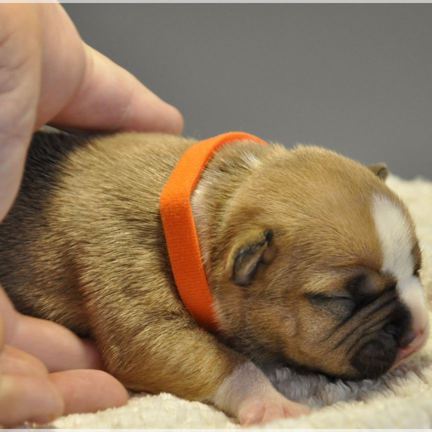 Американский булли, щенок