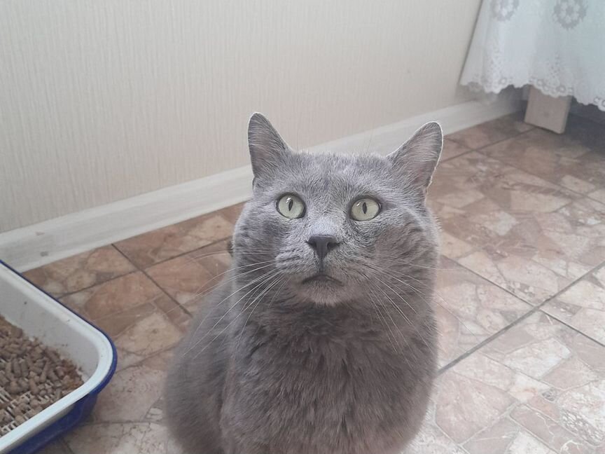 Плюшевый мордастик в дар