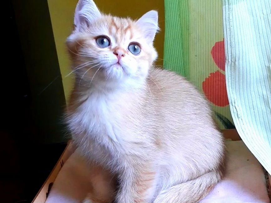 Шоколадная британская шиншилла