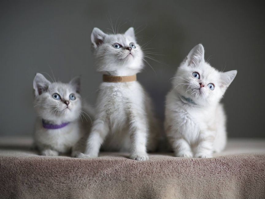 Шотладские котята