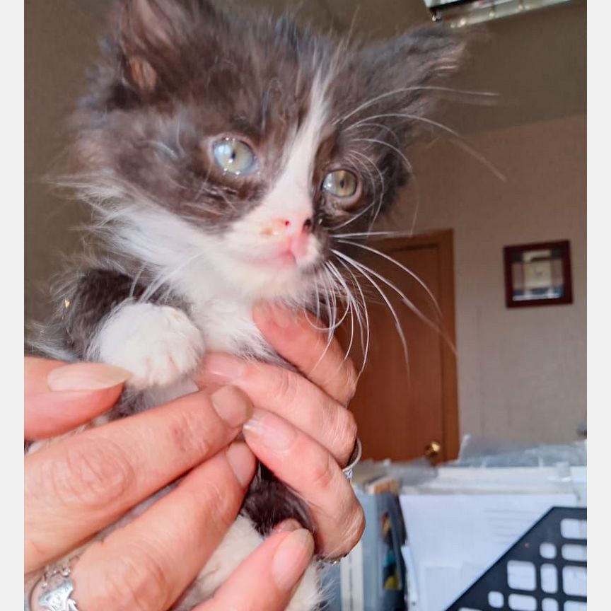 Замечательные Котятки