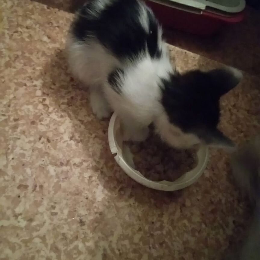 Котенок
