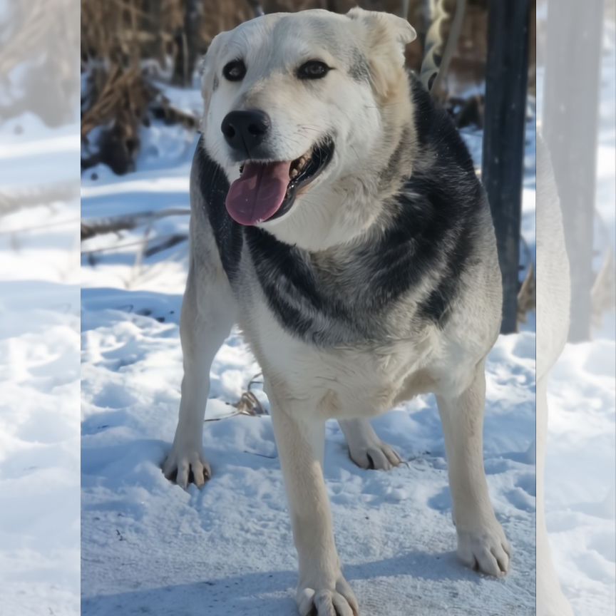 Взрослая собака в добрые руки