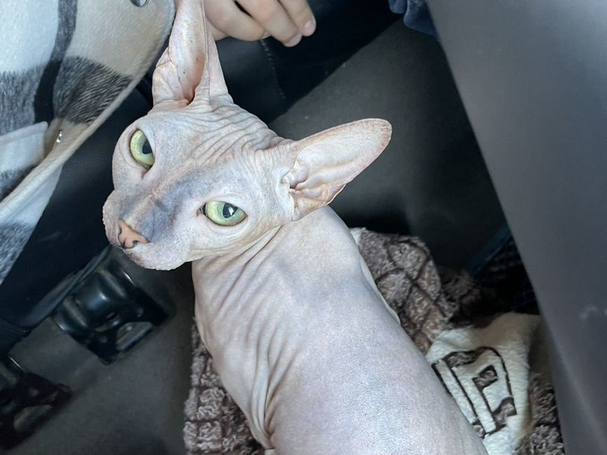 Донской сфинкс