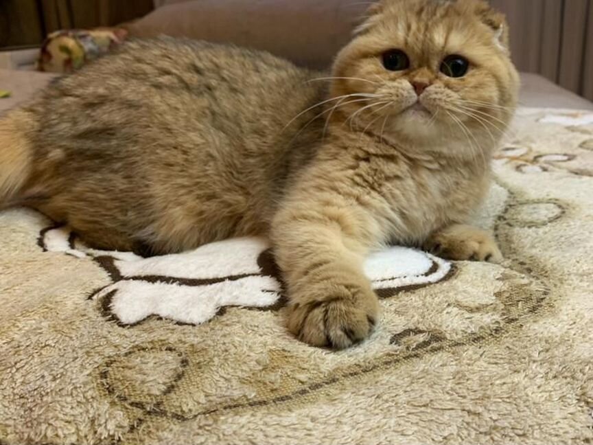 Шотландская вислоухая кошечка