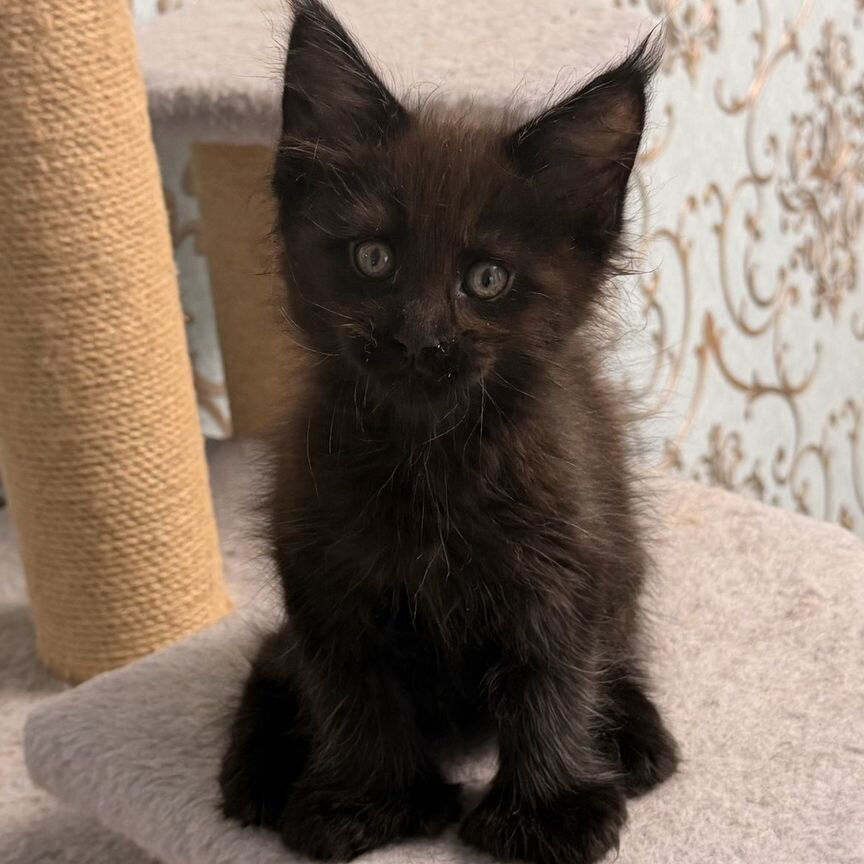 Мейн-кун котёнок