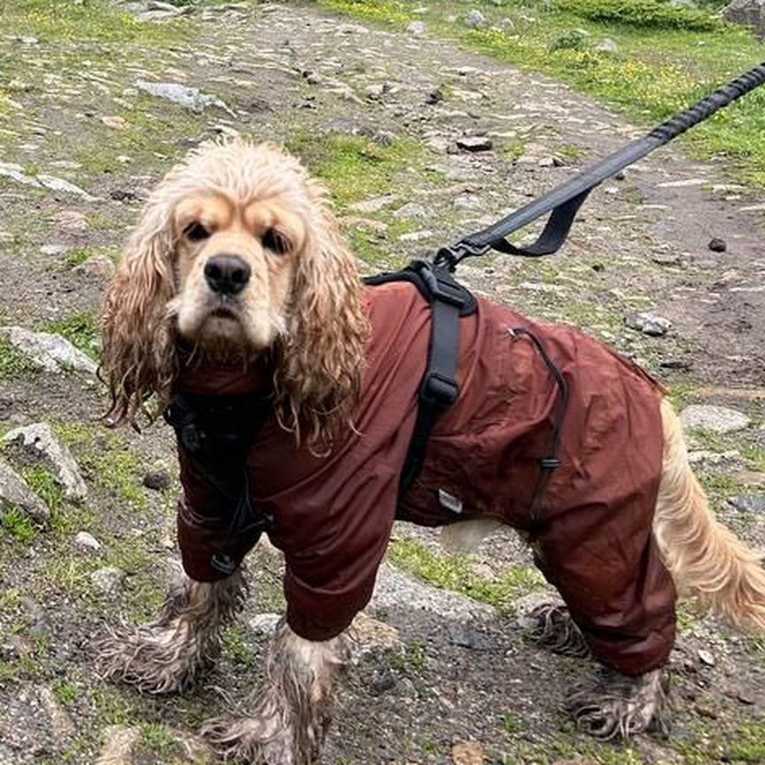 Дождевик для собак средних пород
