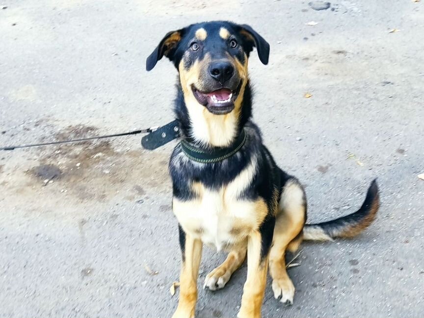 Добряку 6мес, нужен дом