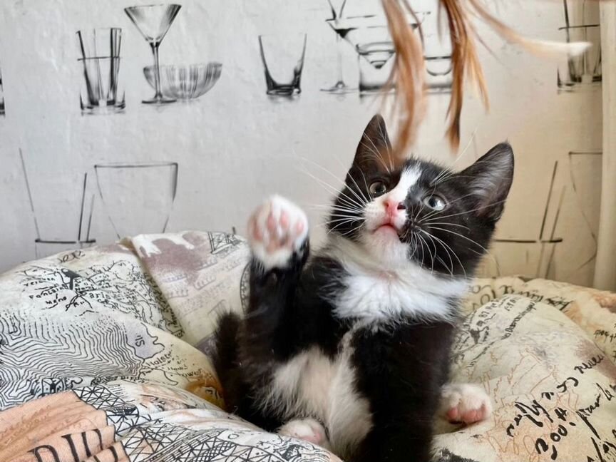 Котята мальчики 2,5 мес братья