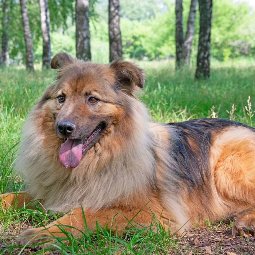 Собака в добрые руки