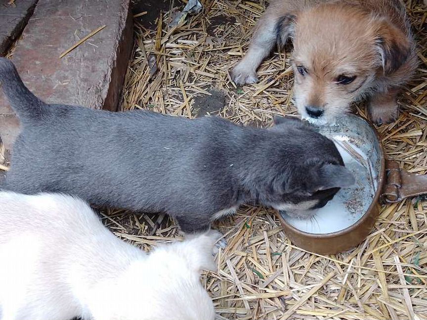 Собака в добрые руки отдам бесплатно