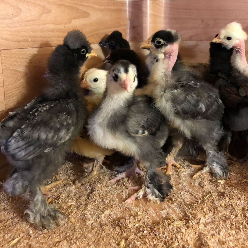 Домашние цыплята микс