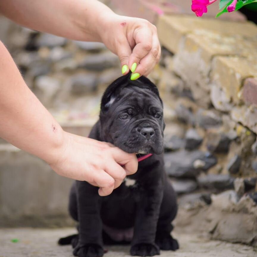 Девочка корсо