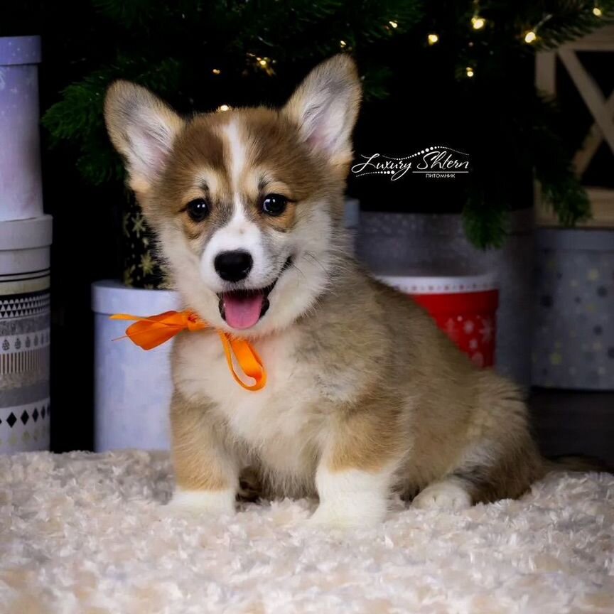 Восхитительная девочка корги