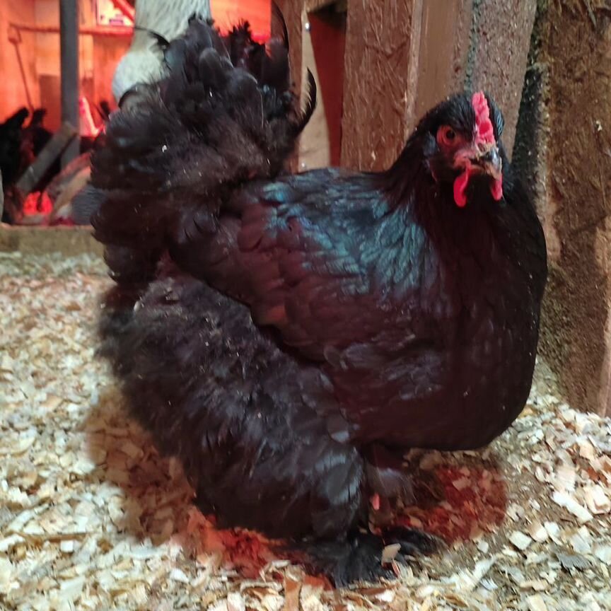 Куры породы Брама