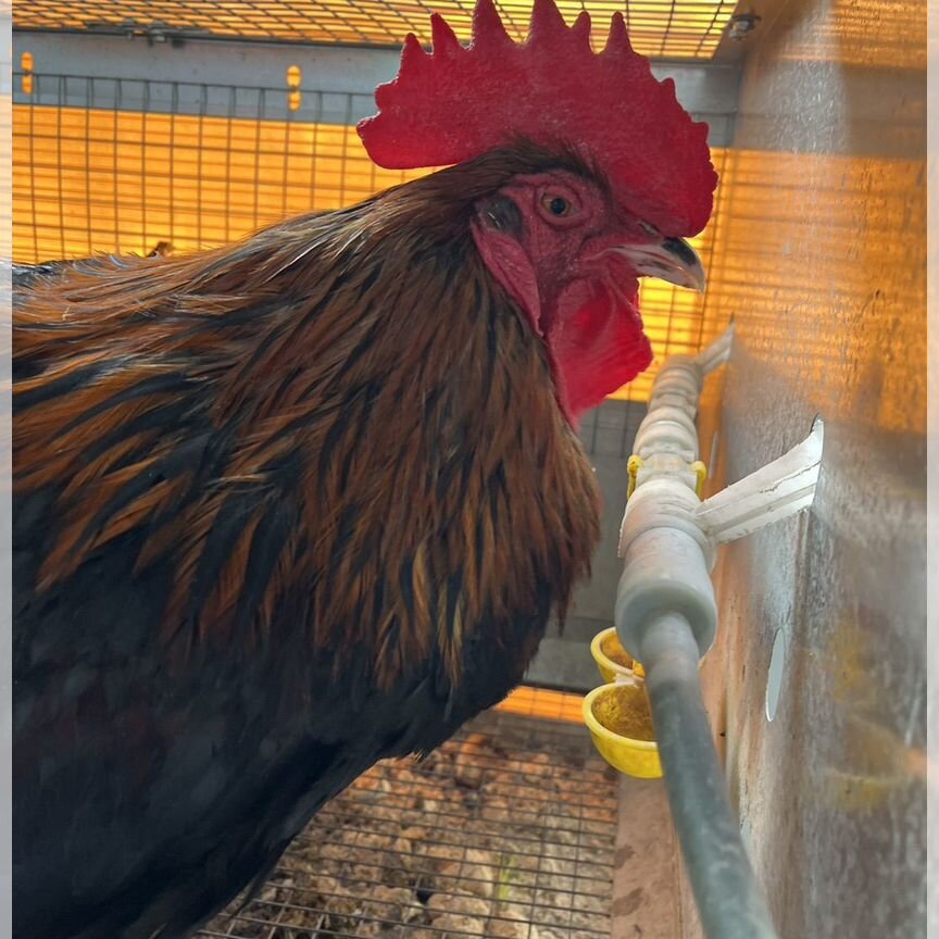 Продаю несушек молодые(уже несутся) породистые;