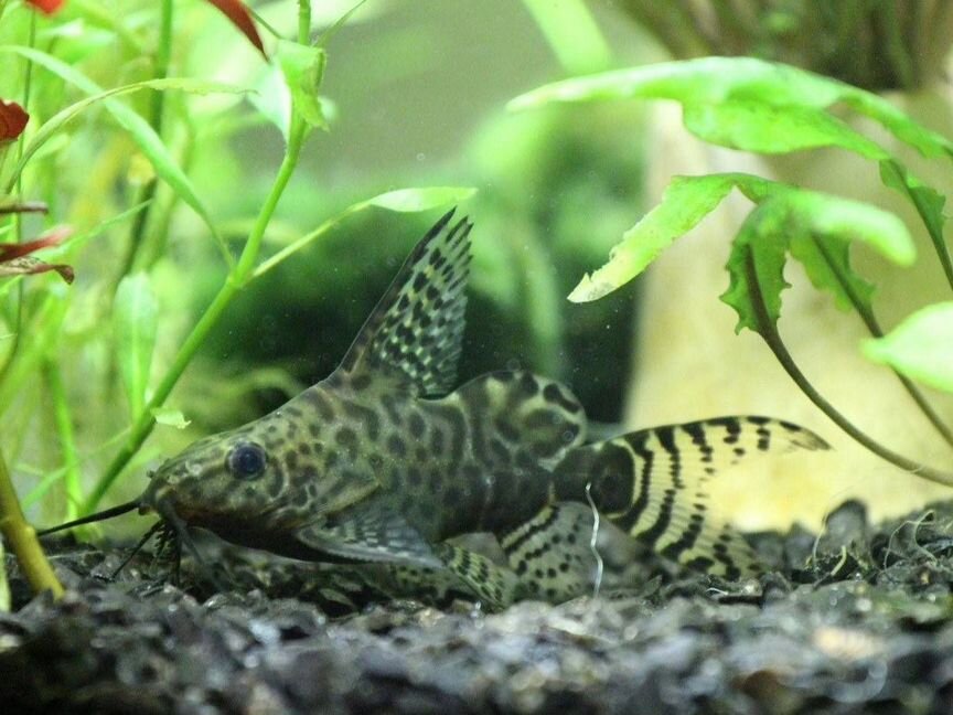 Сомики для аквариума