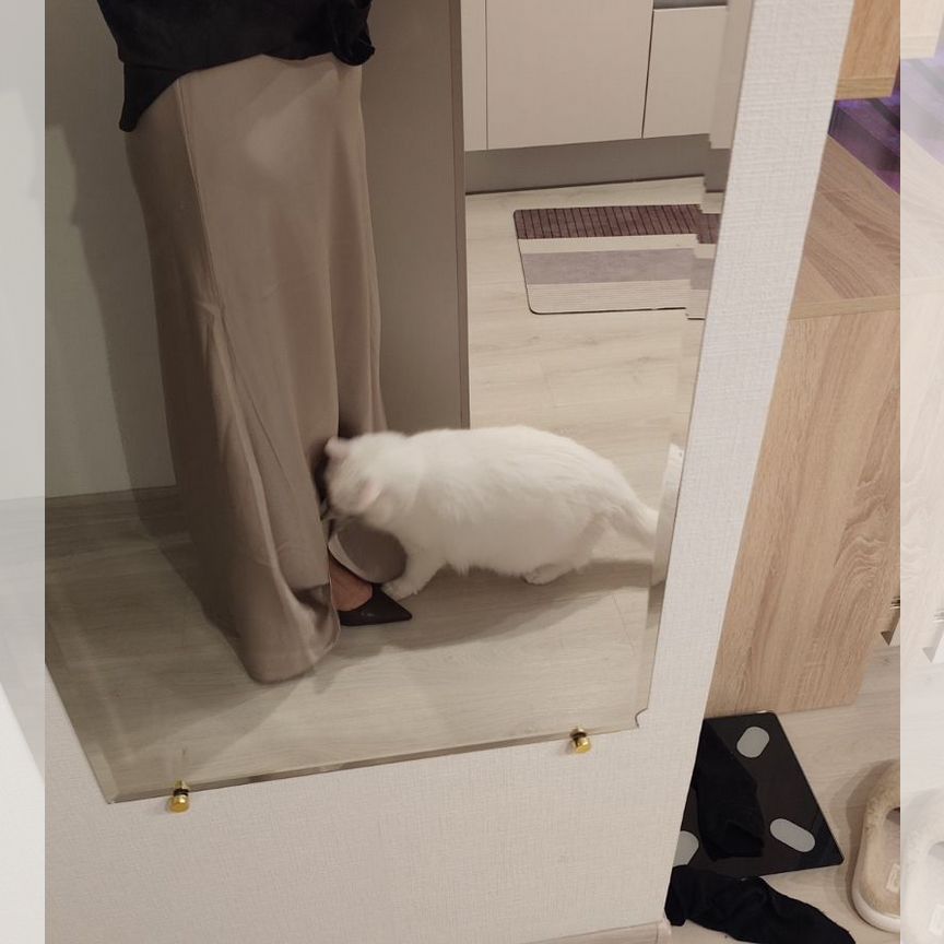 Сибирская, взрослая кошка