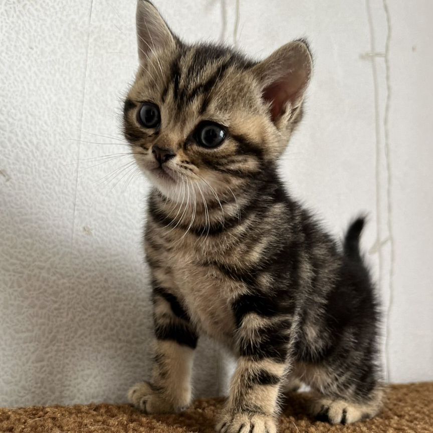 Шотландский прямоухий короткошёрстный котёнок