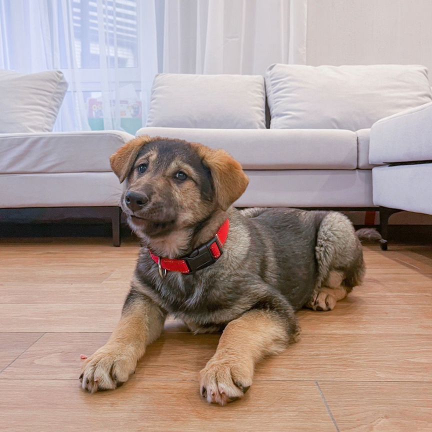 Мальчик три месяца в любящую семью