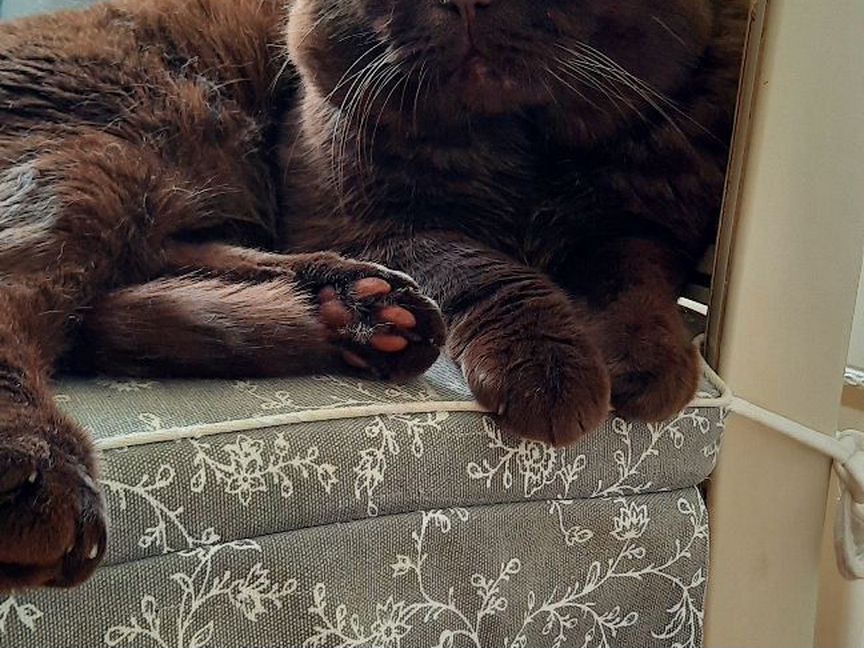 Отдам кота в добрые руки