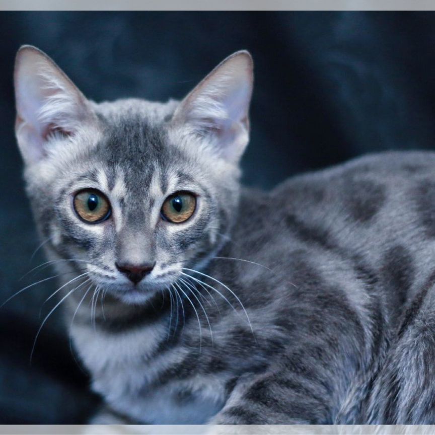 Голубые бенгалы Аватары (кошки - аватары)