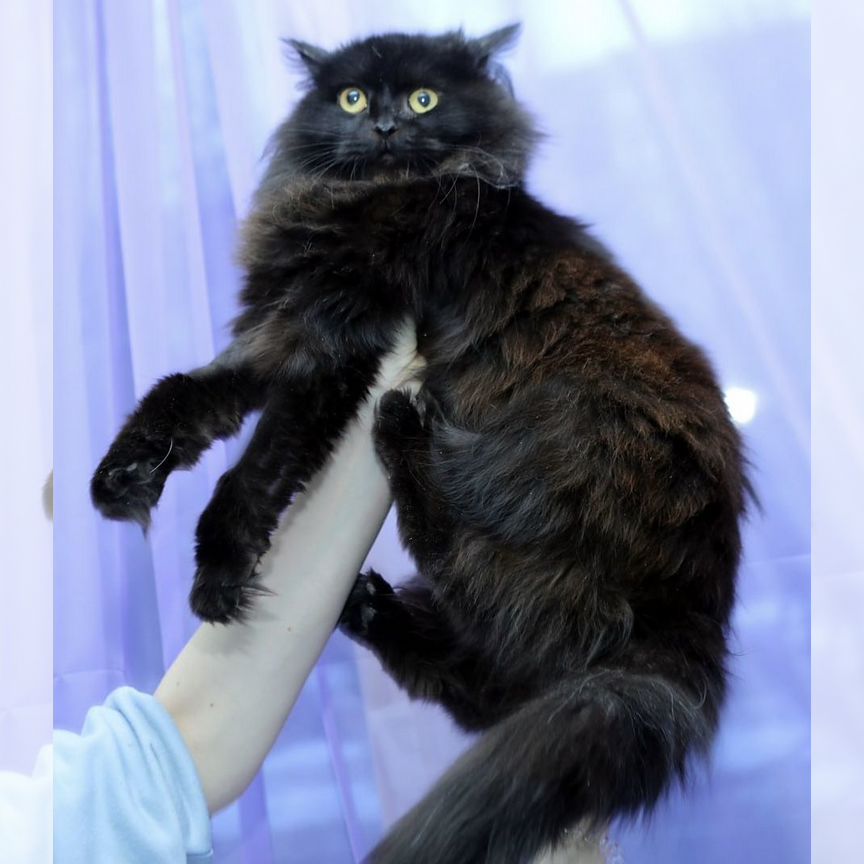 Взрослая, кошка в добрые руки