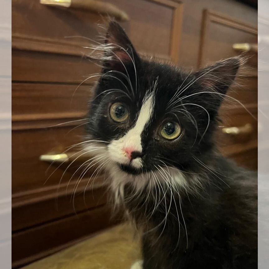 Котенок ищет заботливых хозяев