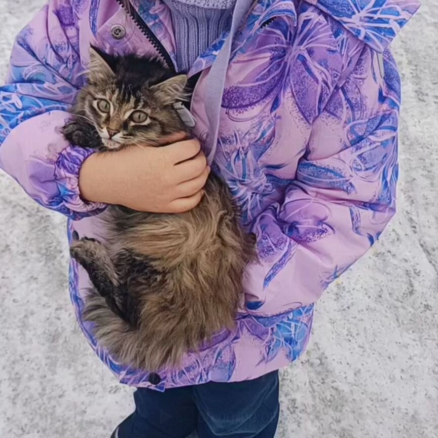 Котёнок ищет дом или передержку