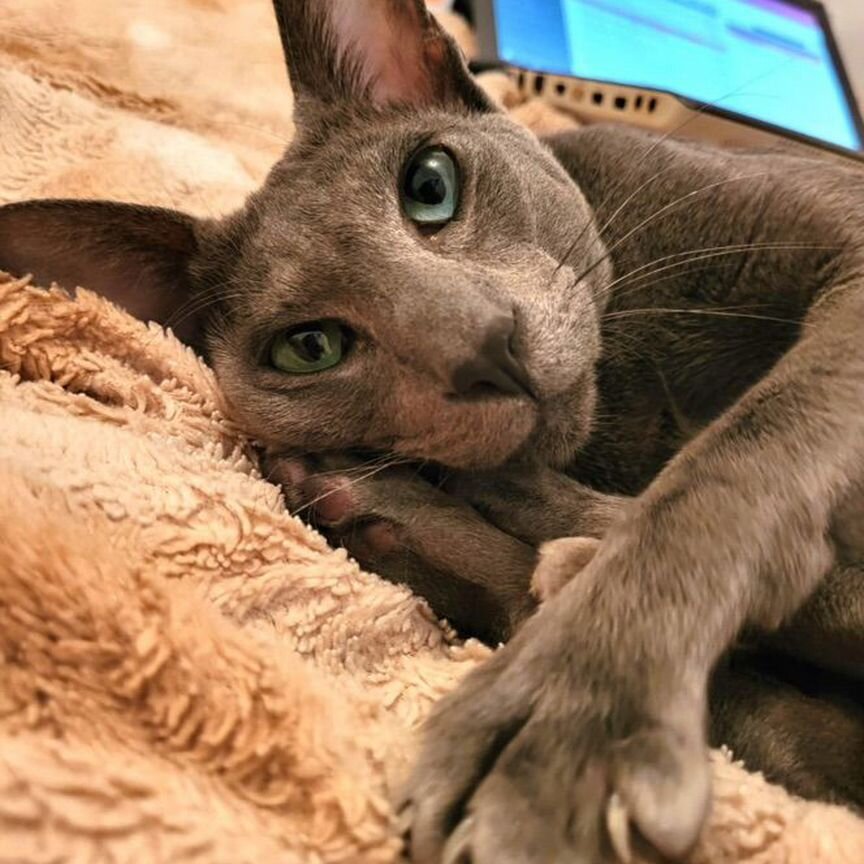 Отдам кота Ориентала