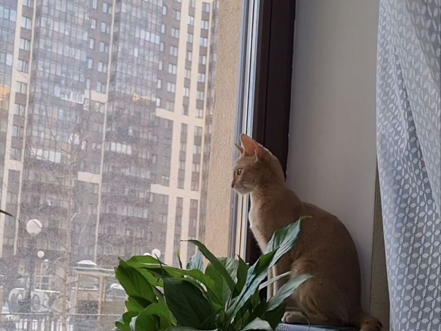 Абиссинская кошка в добрые руки