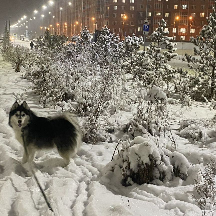 Сибирский хаски, взрослый пёс