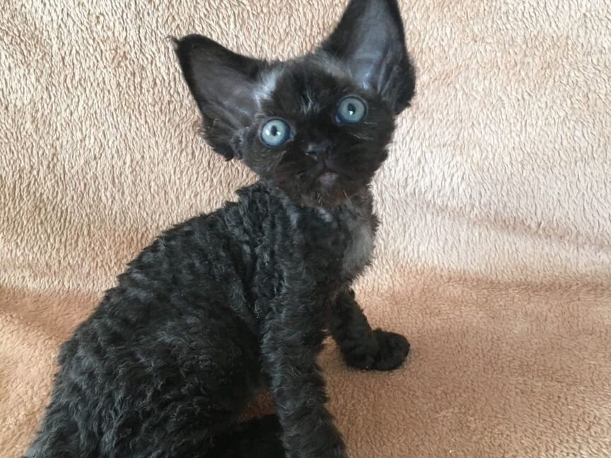 Маленький кудряш