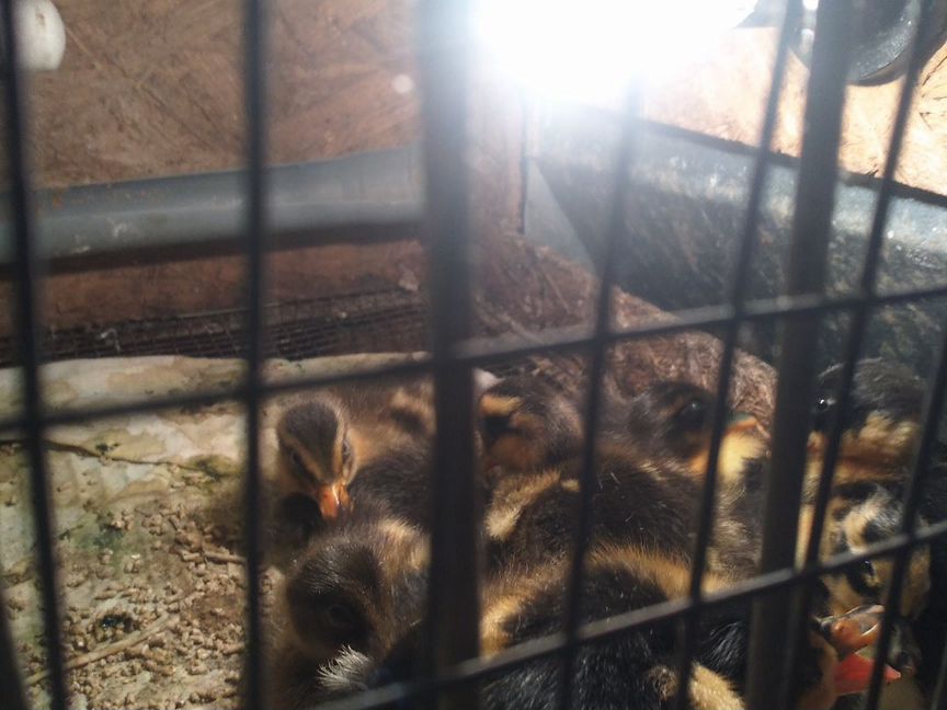 Утята башкирская хаки, черно белая